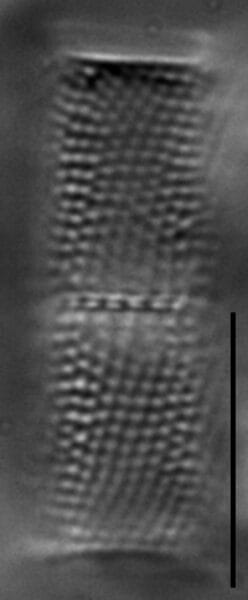 Aulacoseira ambigua | Species - Diatoms of North America