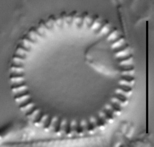 Aulacoseira lirata | Species - Diatoms of North America