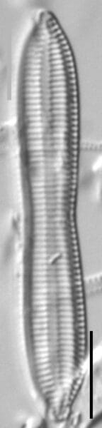 Tryblionella apiculata | Species - Diatoms of North America